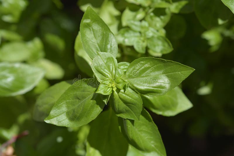 Common basil stock image. Image of basilicum, name, herb - 327333573