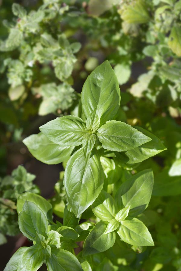 Common basil stock image. Image of nature, summer, garden - 329737347