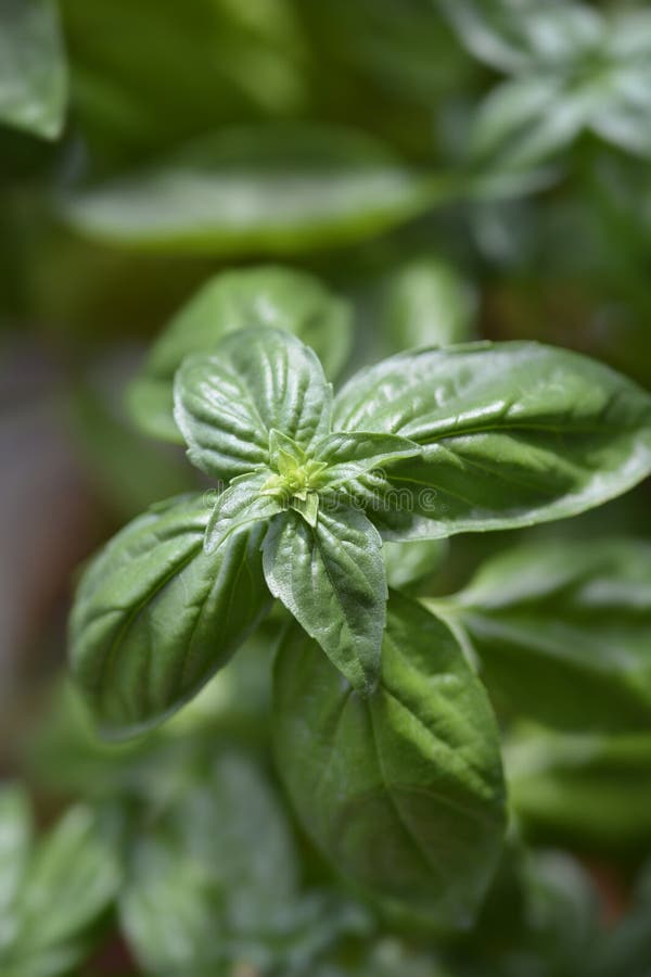 Common basil stock photo. Image of basilicum, botany - 331265270