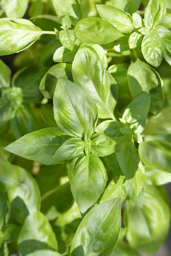 Common basil stock image. Image of basil, green, great - 333618981