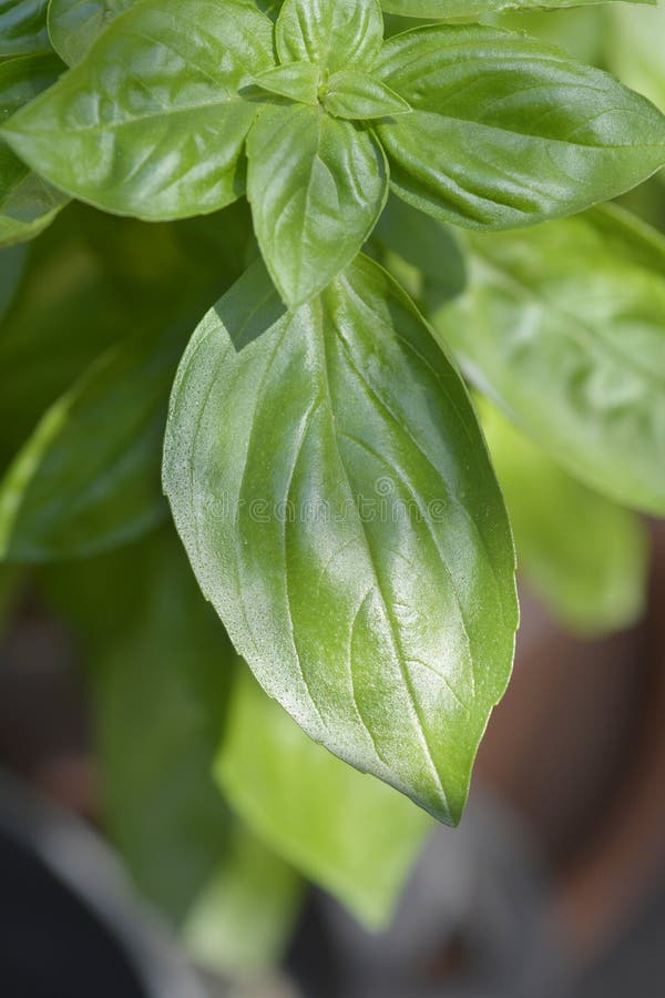 Common basil stock image. Image of name, leaves, herb - 333800931