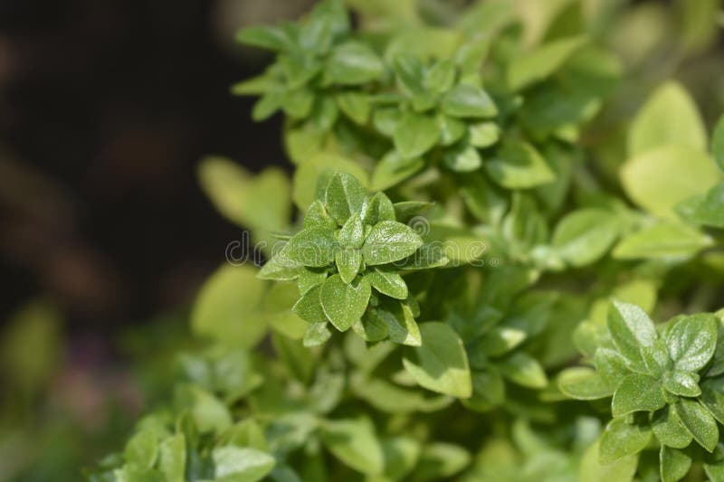 Common basil stock photo. Image of leaf, ocimum, cultivar - 339345096