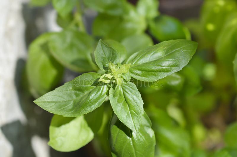 Common basil stock photo. Image of basil, basilicum - 361701110
