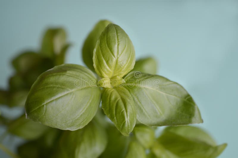 Common basil stock image. Image of green, botany, basil - 212706445