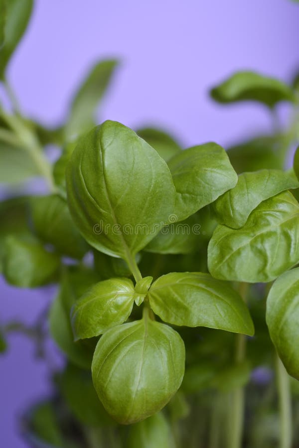 Common basil stock image. Image of ocimum, culinary - 213716933