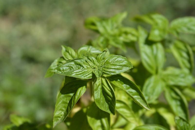 Common basil stock image. Image of basil, nature, basilicum - 273306761