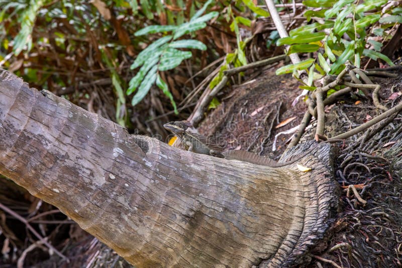 The Common Basilisk Basiliscus Basiliscus Stock Image - Image of dragon ...