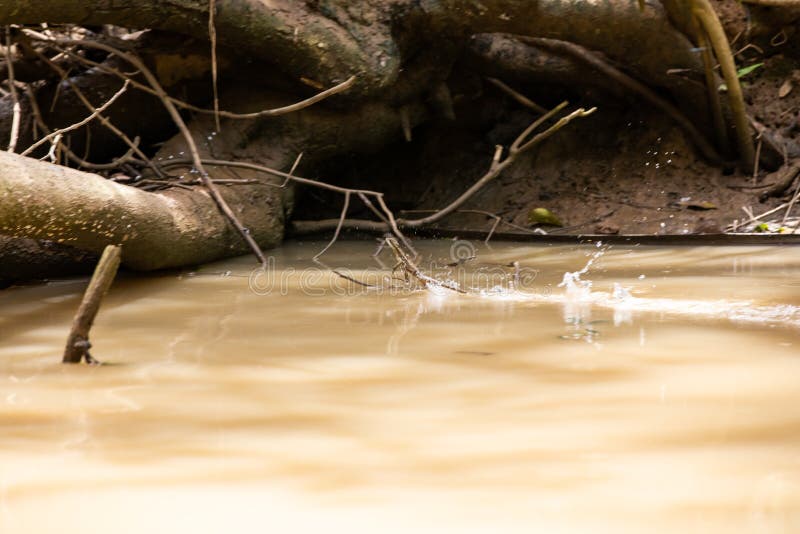 The Common Basilisk Basiliscus Basiliscus Stock Image - Image of ...