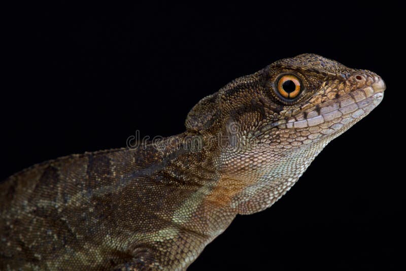 Common Basilisk Basiliscus Basiliscus is a Species of Lizard in the ...