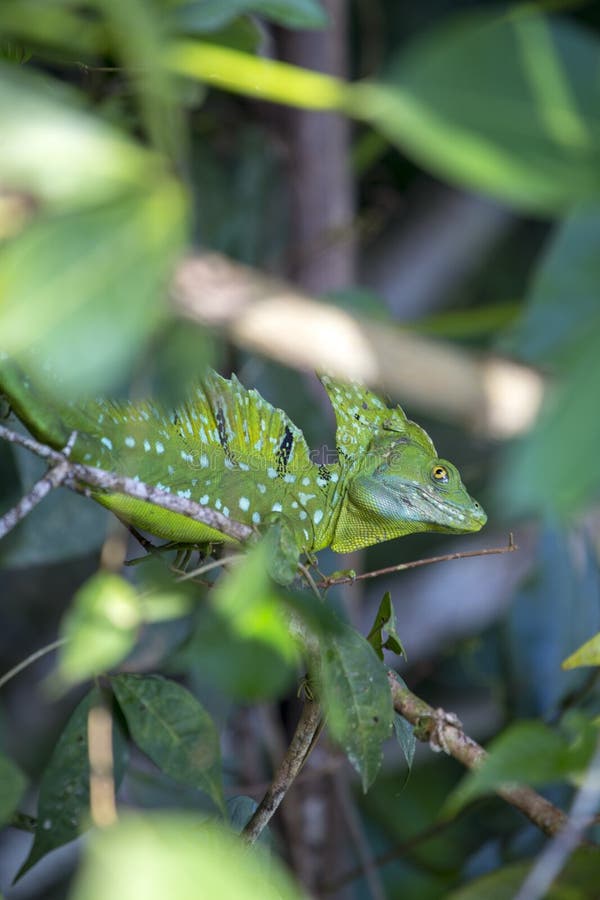 Common Basilisk Basiliscus Basiliscus Stock Image - Image of close ...