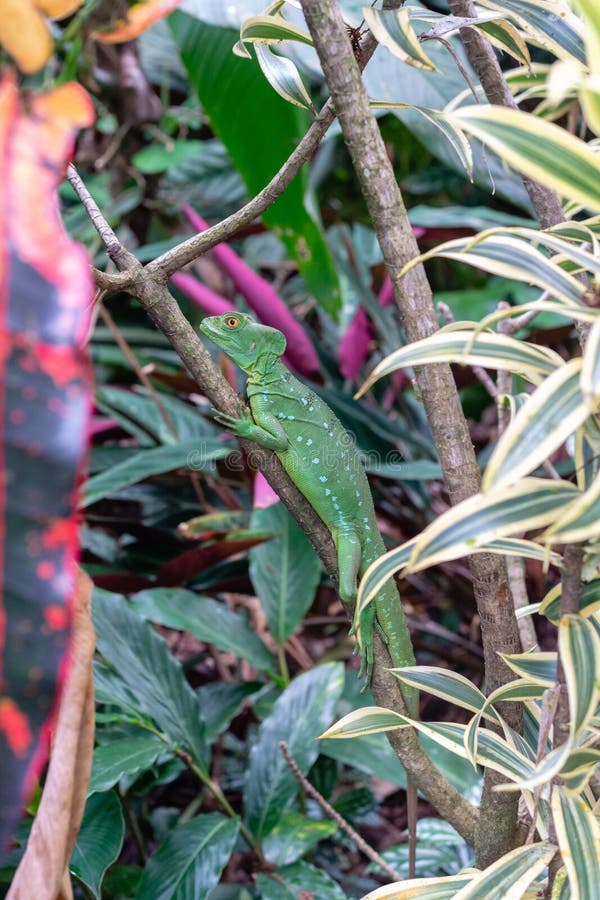 Common Basilisk Basiliscus Basiliscus Stock Image - Image of basiliscus ...