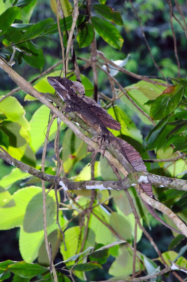 Common Basilisk (Basiliscus Basiliscus) Stock Image - Image of natural ...