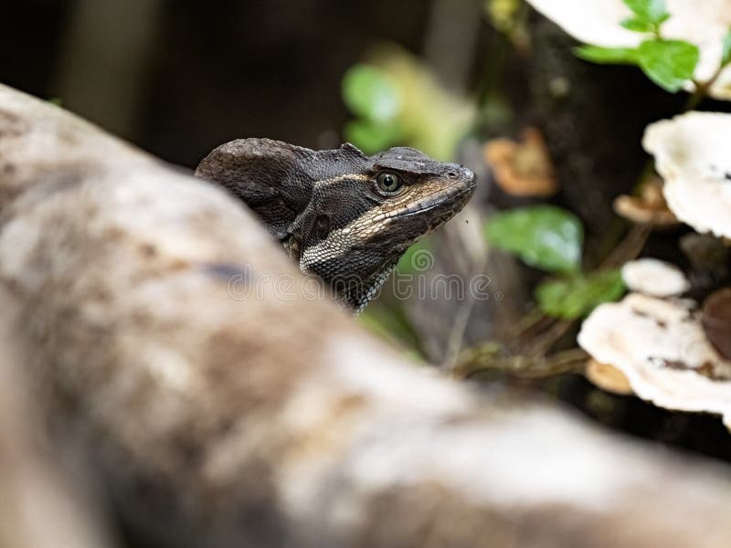 Common Basilisk, Basiliscus Basiliscus, is the Largest Basilisk in ...