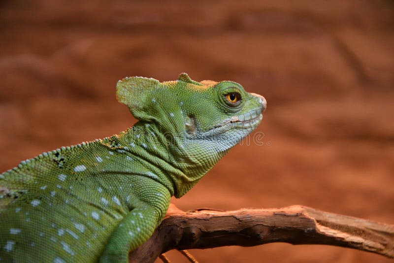 Common Basilisk, or Common Basilisk Basiliscus Basiliscus LAT. Stock ...