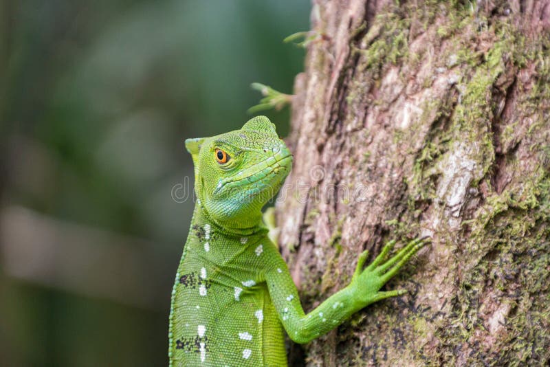 Common Basilisk (Basiliscus Basiliscus Stock Photo - Image of central ...