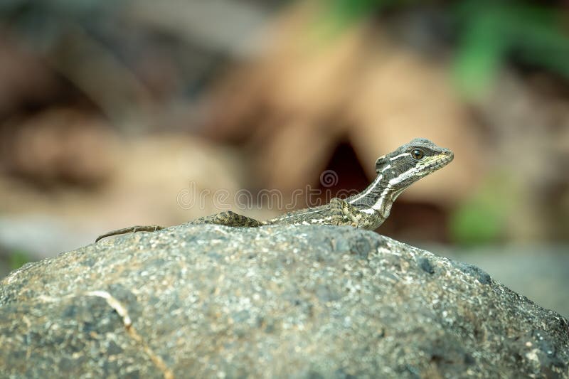 Common Basilisk (Jesus Lizard) (Basiliscus Basiliscus), Costa Rica ...