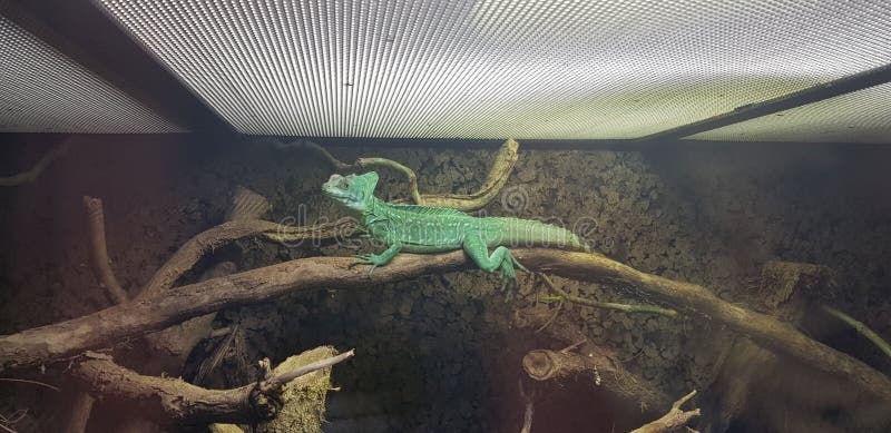 Common Basilisk Lizard in the Zoo (Basiliscus Basiliscus Stock Image ...