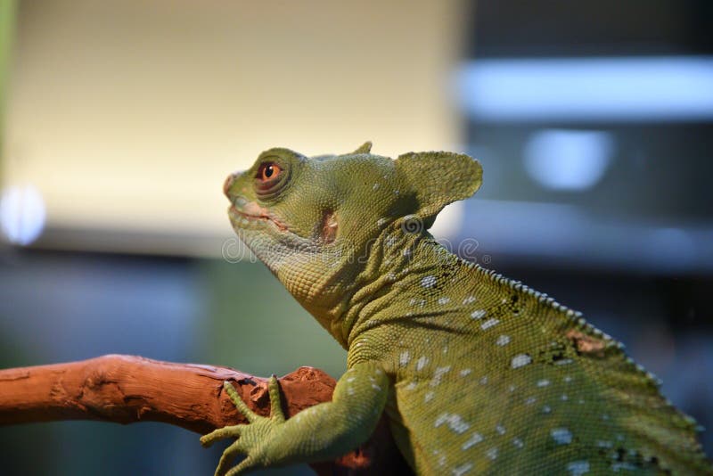 Common Basilisk, or Common Basilisk Basiliscus Basiliscus LAT. Stock ...