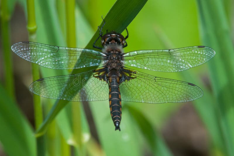 Common Baskettail stock image. Image of wildlife, odonata - 36828435