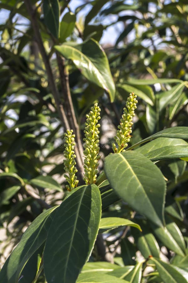 Common Bay Cherry (common Bay Cherry) Stock Photo - Image of closeup ...