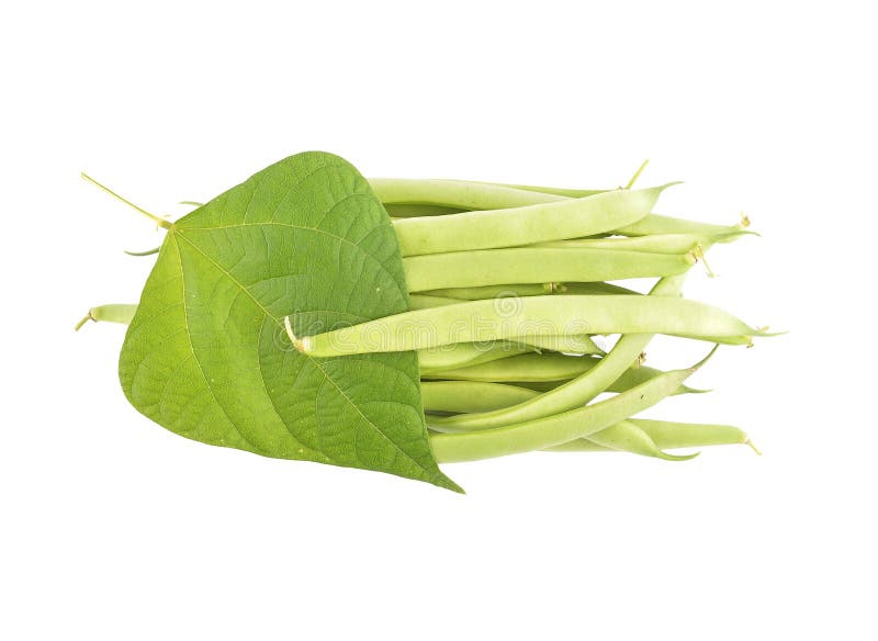 Common Bean with Leaf Isolated Stock Image - Image of bush, food: 114643123