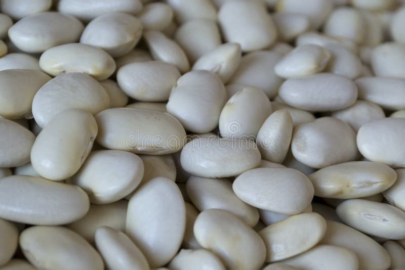 Common Bean Picture. Image: 87854313