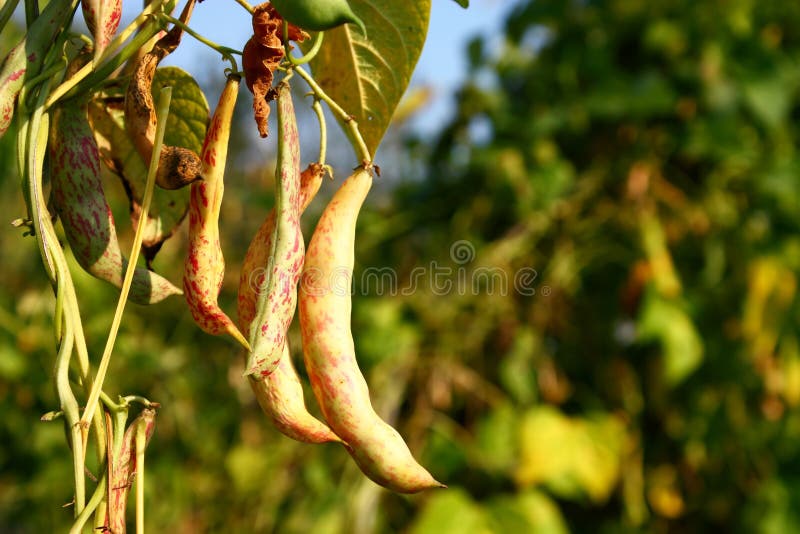 Common beans stock photo. Image of bean, plant, agricultural - 11689188
