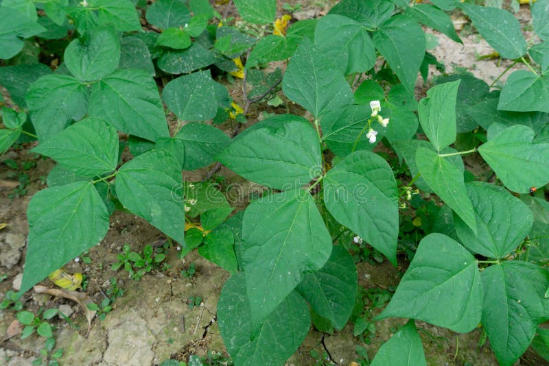 Common Beans or Green Beans Growing in Home Garden Organically Stock ...