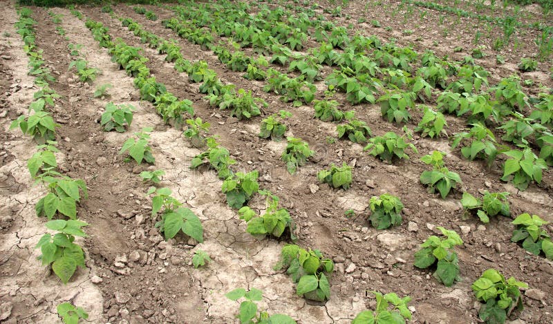 Common Beans Grow in Open Ground Stock Image - Image of field, plant ...