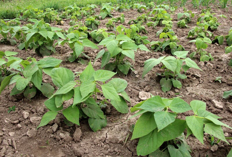 Common Beans Grow in Open Ground Stock Photo - Image of farm, summer ...