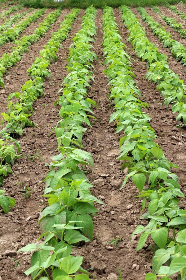 Common Beans Grow in Open Ground Stock Image - Image of food, leaf ...