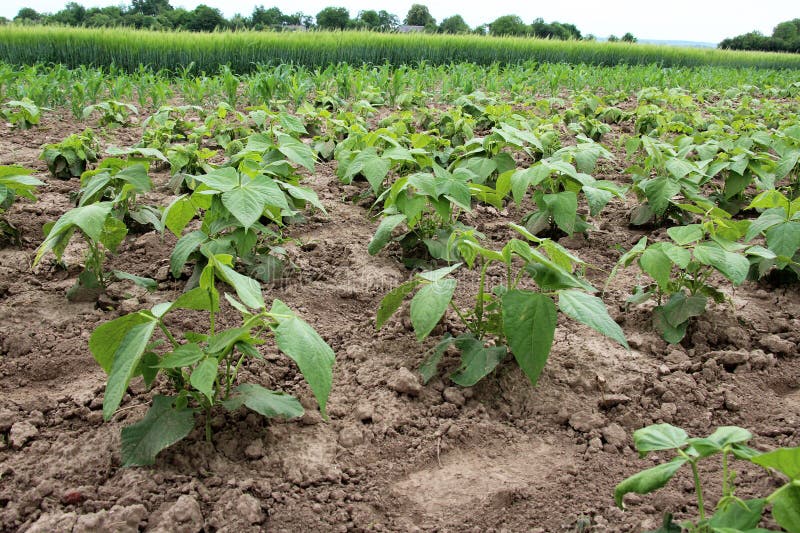 Common Beans Grow in Open Ground Stock Photo - Image of string, growing ...