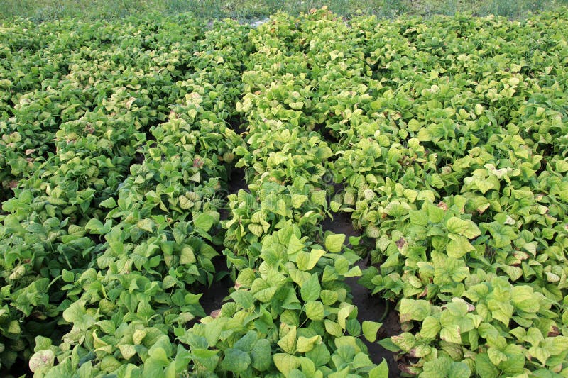 Common Beans Grow Open Ground Stock Photos - Free & Royalty-Free Stock ...