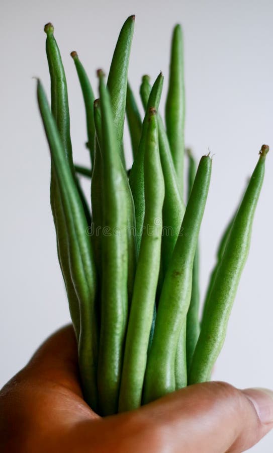 Common Beans stock image. Image of french, natural, fresh - 144205763