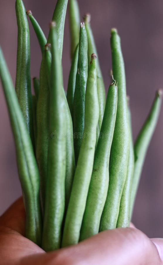 Common Beans stock photo. Image of beans, nature, protein - 144205536