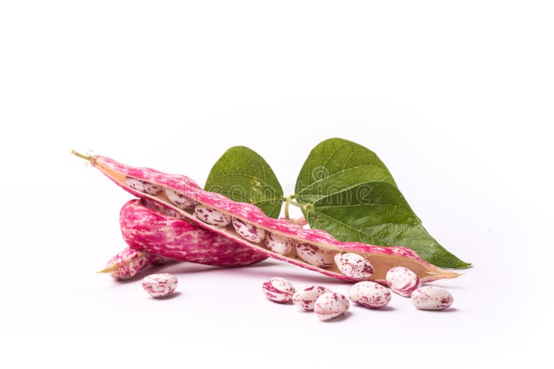 Common Beans on White Background Stock Image - Image of garden, field ...