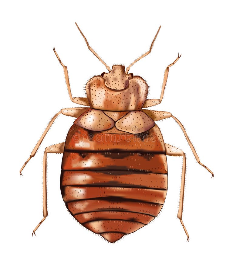 Bedbug Stock Illustrations – 2,601 Bedbug Stock Illustrations, Vectors ...