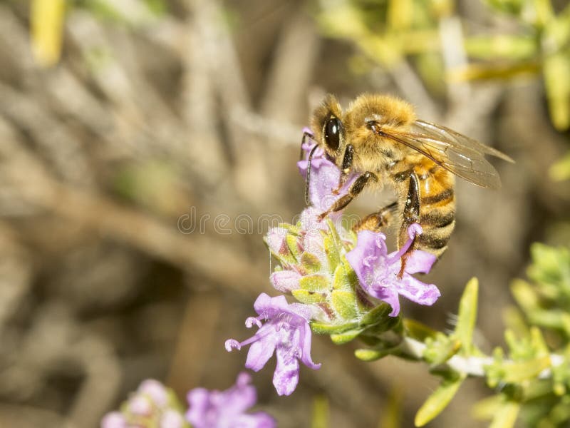 Bee collecting pollen stock photo. Image of meadow, wing - 181517554