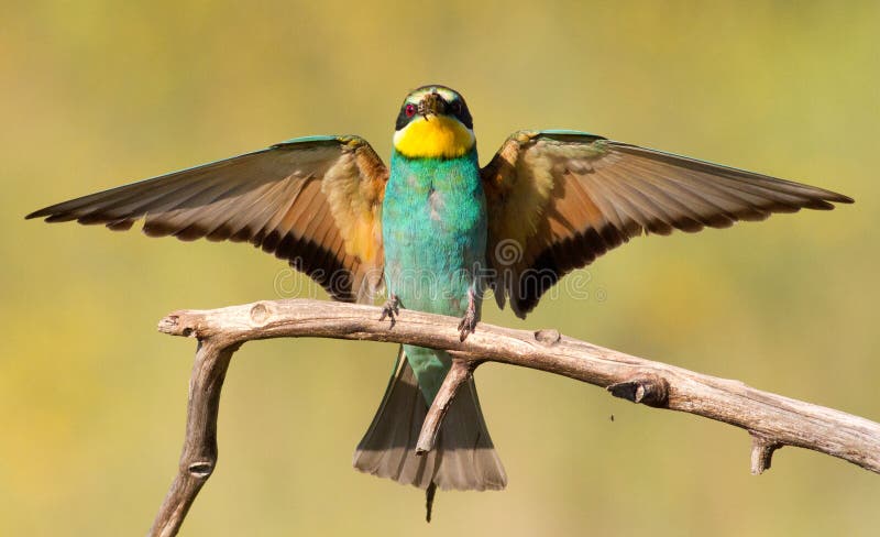 Common Bee-eater, Merops Apiaster. Bird Spread Its Wings Stock Photo ...