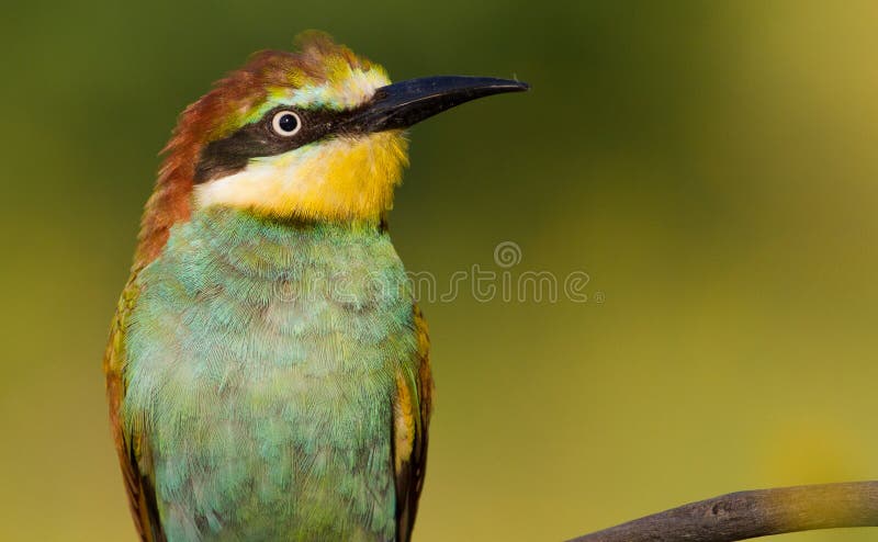 Common Bee-eater, Merops Apiaster. Close-up Stock Image - Image of ...