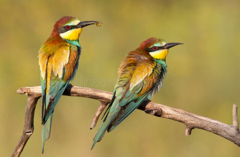 Common Bee-eater, Merops Apiaster. Two Birds are Sitting on a Branch ...