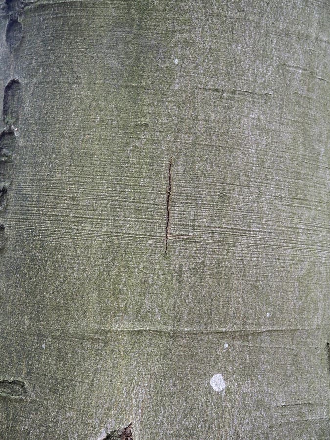 Common Beech Tree, Fagus Sylvatica Stock Photo - Image of bark, common ...