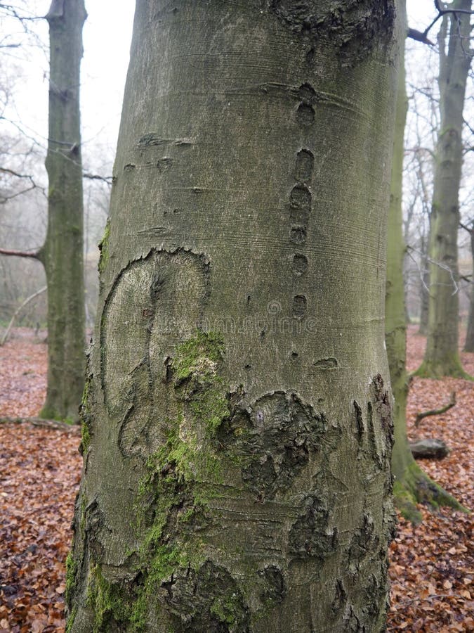 Common Beech Tree, Fagus Sylvatica Stock Photo - Image of tree, british ...