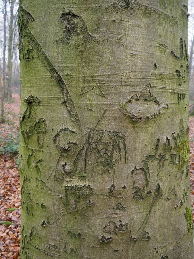 Common Beech Tree, Fagus Sylvatica Stock Photo - Image of british ...
