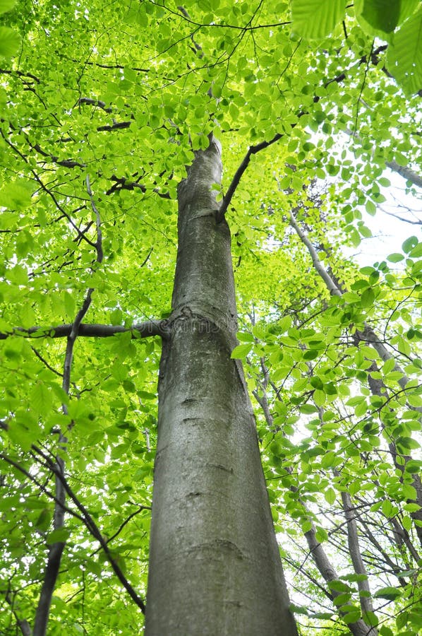 A Common Beech Tree (Fagus Sylvatica) Grows in the Forest Stock Image ...