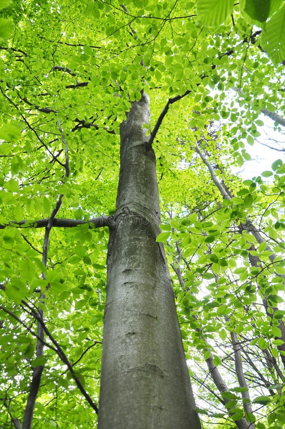 A Common Beech Tree (Fagus Sylvatica) Grows in the Forest Stock Image ...