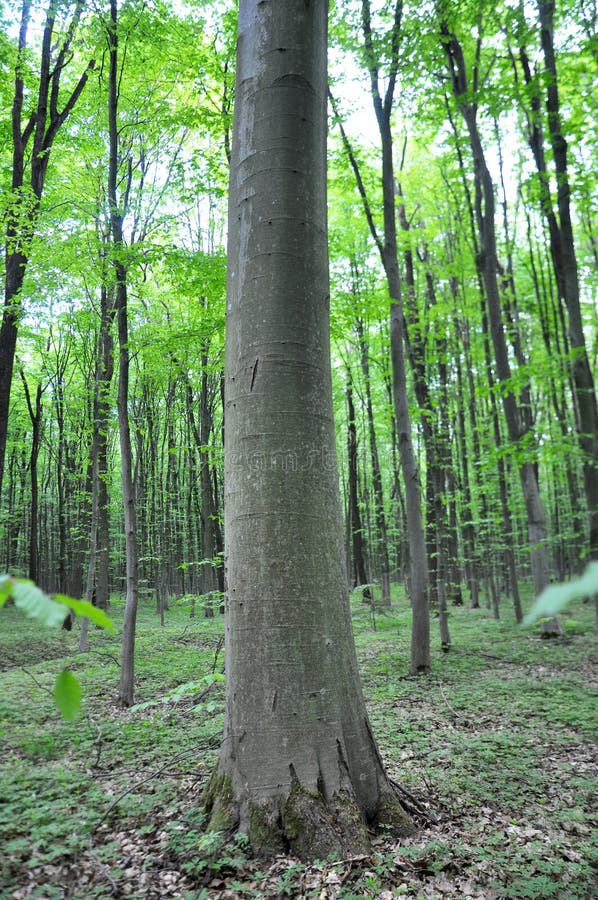 A Common Beech Tree (Fagus Sylvatica) Grows in the Forest Stock Photo ...