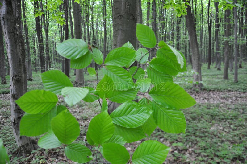 A Common Beech Tree (Fagus Sylvatica) Grows in the Forest Stock Photo ...