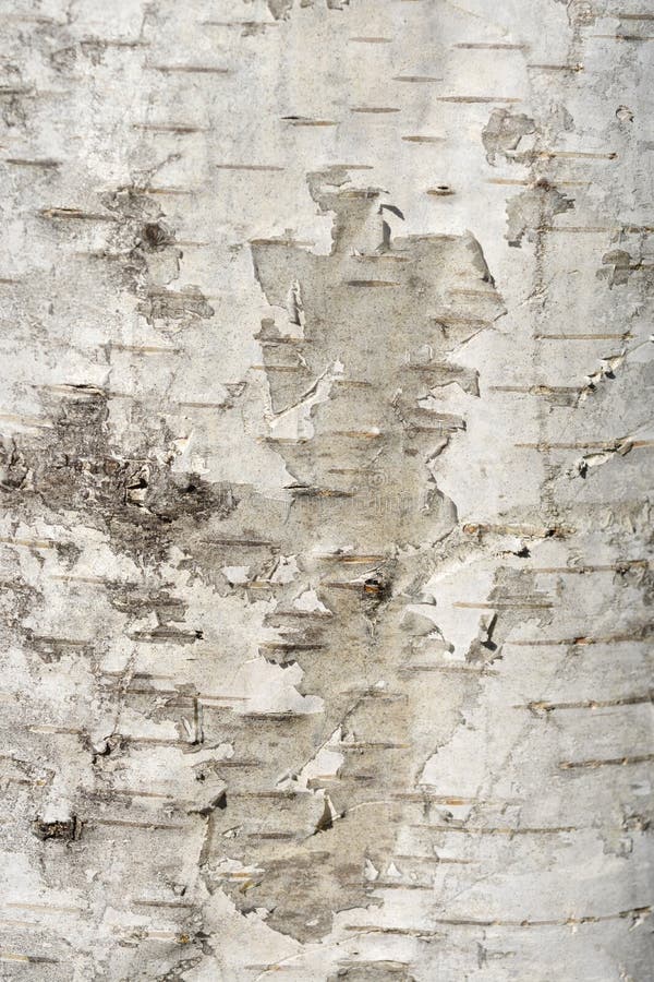 Common birch stock photo. Image of outdoors, european - 201760000