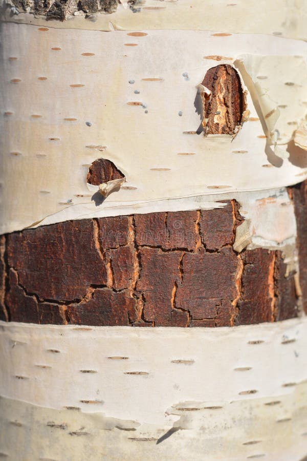 Common birch stock photo. Image of tree, background - 240257442
